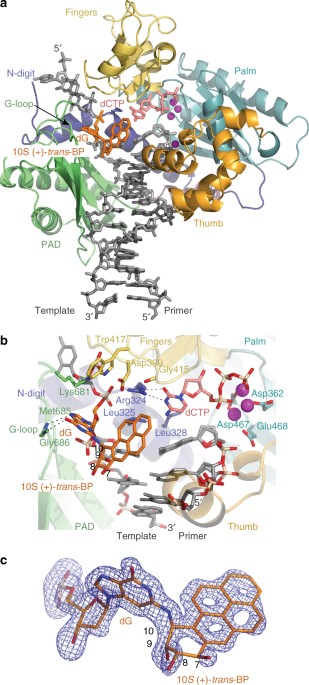 Mechanism of error-free replication across benzo[ a ]pyrene ...