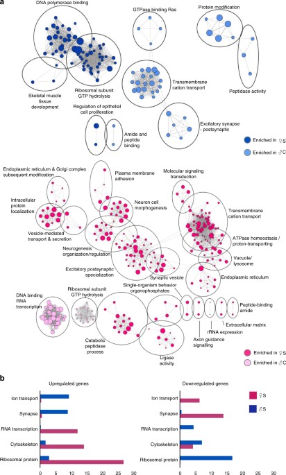A Sexually Dimorphic Pre Stressed Translational Signature In Ca3