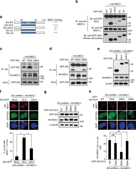 ID3 regulates the MDC1-mediated DNA damage response in order to ...