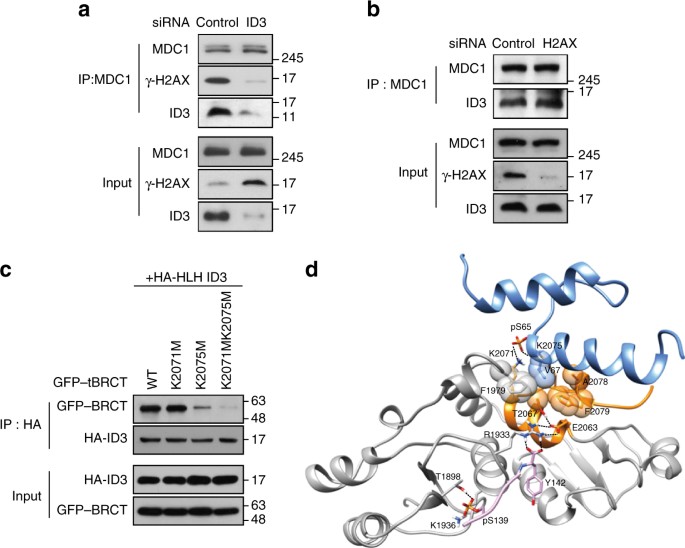 ID3 regulates the MDC1-mediated DNA damage response in order to ...