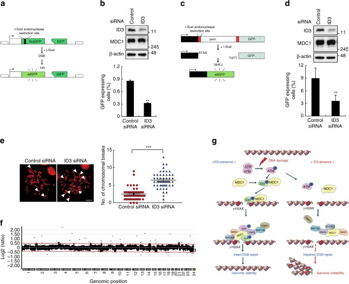 ID3 regulates the MDC1-mediated DNA damage response in order to ...