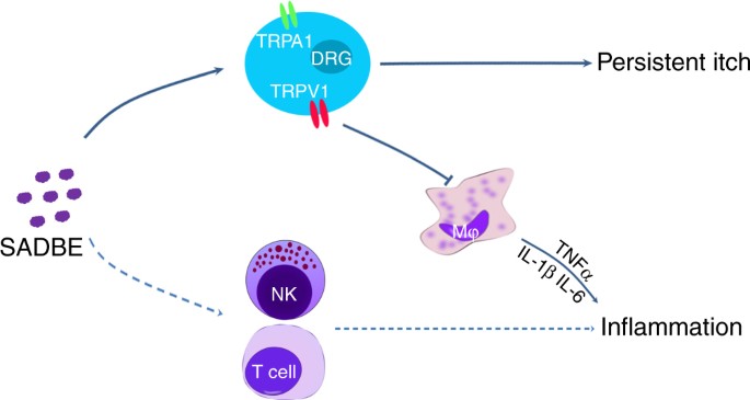 Sensory TRP channels contribute differentially to skin inflammation and ...