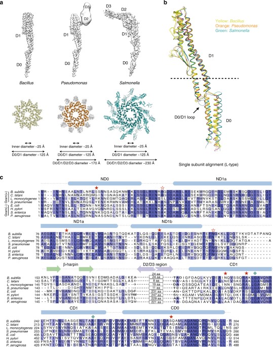 A structural model of flagellar filament switching across multiple ...