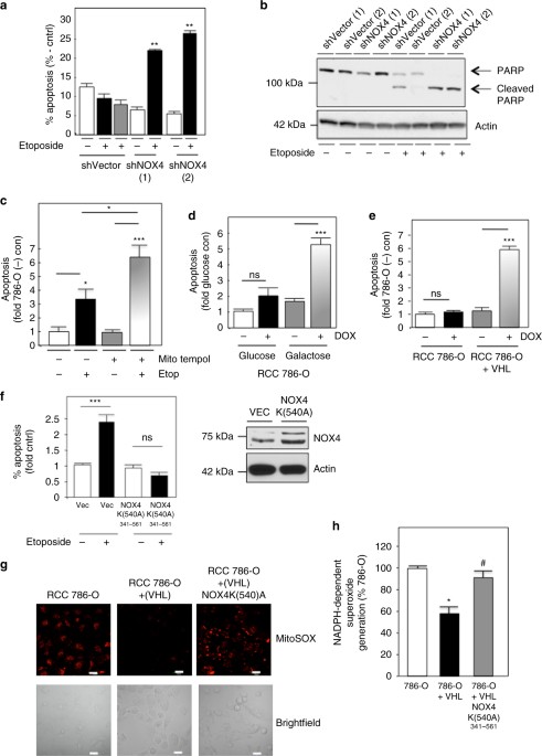 NOX4 functions as a mitochondrial energetic sensor coupling cancer ...