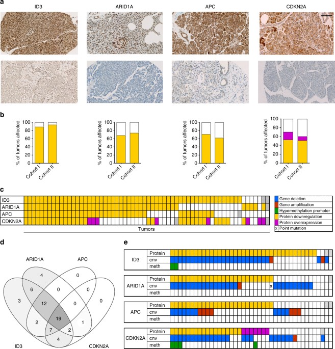 Genome-wide genetic and epigenetic analyses of pancreatic acinar cell ...