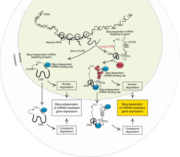 Post-transcriptional gene silencing mediated by microRNAs is controlled ...