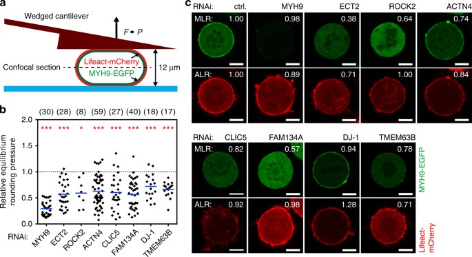 Genome-scale single-cell mechanical phenotyping reveals disease-related genes involved in ...