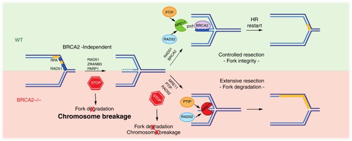 Replication fork reversal triggers fork degradation in BRCA2-defective ...