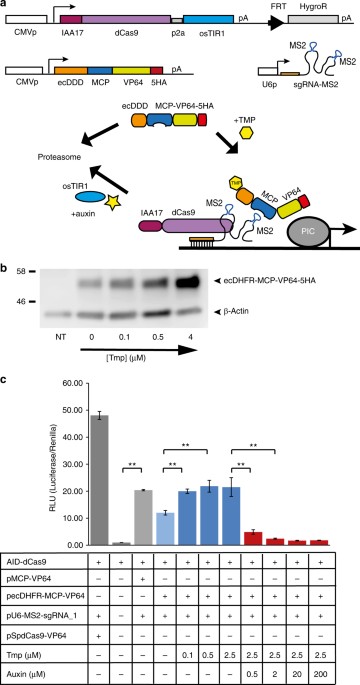 Drug-tunable multidimensional synthetic gene control using inducible ...