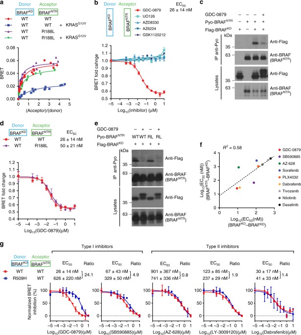 RAF inhibitors promote RAS-RAF interaction by allosterically disrupting ...