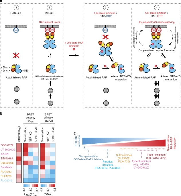 RAF inhibitors promote RAS-RAF interaction by allosterically disrupting ...