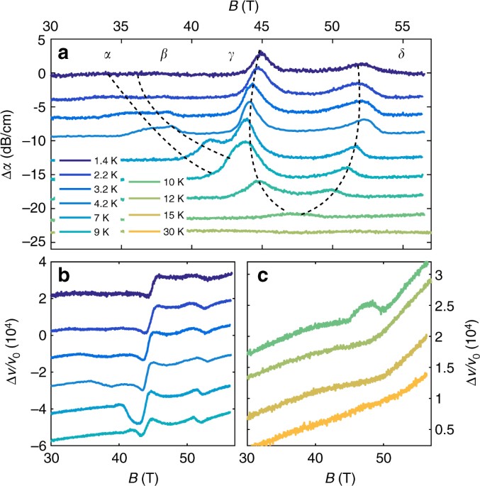 Thermodynamic signatures of the field-induced states of graphite ...