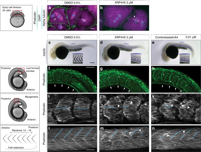 Small molecule screen in embryonic zebrafish using modular variations ...