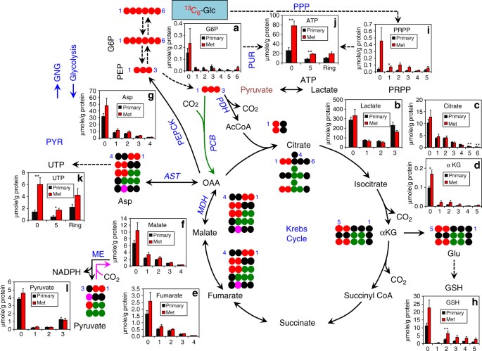 Noninvasive liquid diet delivery of stable isotopes into mouse models for deep metabolic network ...
