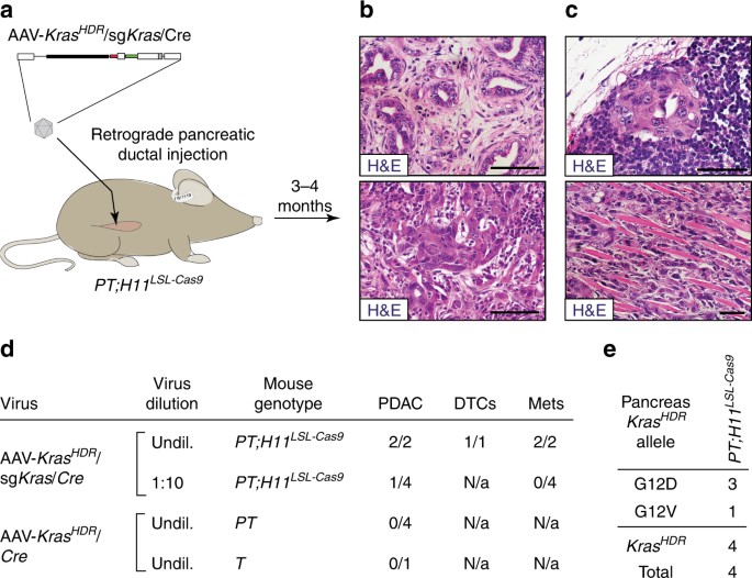Multiplexed in vivo homology-directed repair and tumor barcoding ...
