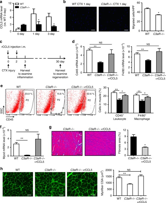 Complement C3a signaling facilitates skeletal muscle regeneration by ...