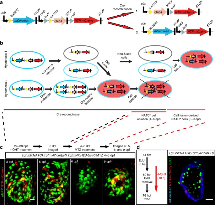 Transient cardiomyocyte fusion regulates cardiac development in ...