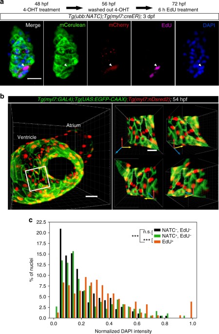 Transient cardiomyocyte fusion regulates cardiac development in ...
