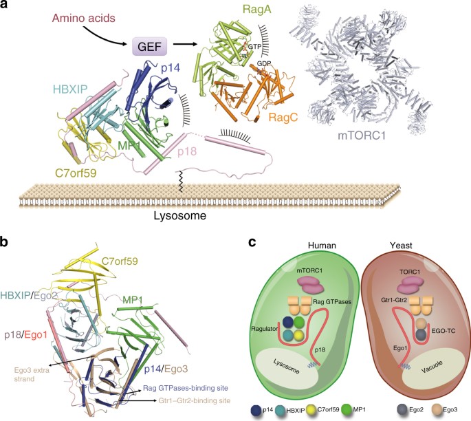 Structural basis for Ragulator functioning as a scaffold in membrane ...