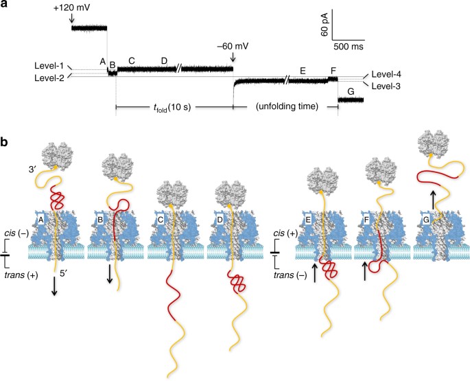 Nanopore electric snapshots of an RNA tertiary folding pathway | Nature ...