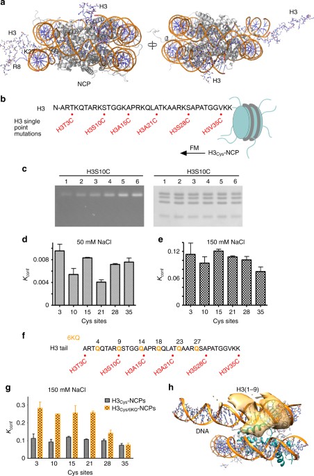 Accessibility of the histone H3 tail in the nucleosome for binding of ...