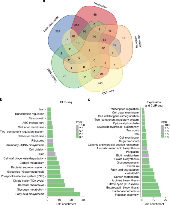 Global role of the bacterial post-transcriptional regulator CsrA ...