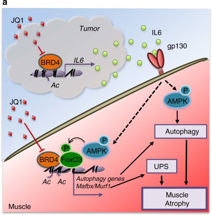 Epigenetic targeting of bromodomain protein BRD4 counteracts cancer ...