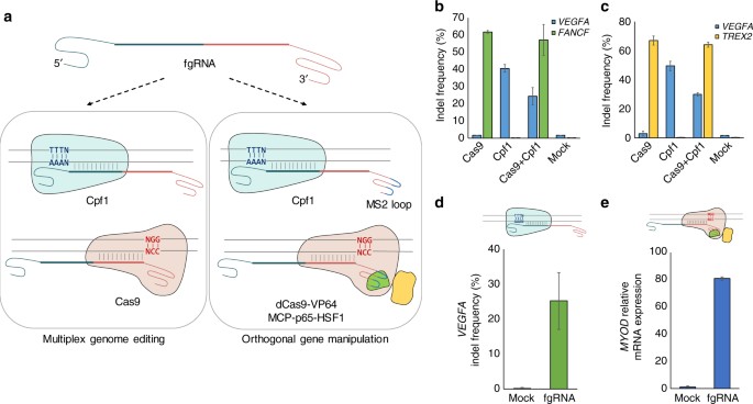 Fusion guide RNAs for orthogonal gene manipulation with Cas9 and Cpf1 ...