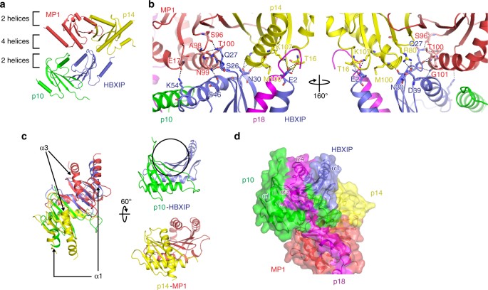 Structural basis for the assembly of the Ragulator-Rag GTPase complex ...