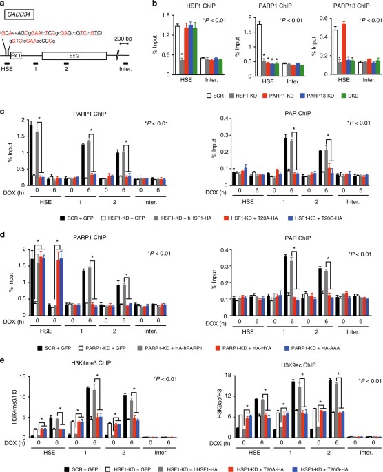 The HSF1–PARP13–PARP1 complex facilitates DNA repair and promotes ...