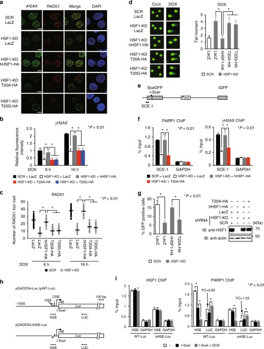 The HSF1–PARP13–PARP1 complex facilitates DNA repair and promotes ...