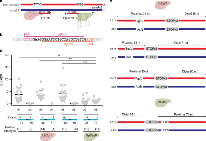 CRISPR-Cpf1 mediates efficient homology-directed repair and temperature ...