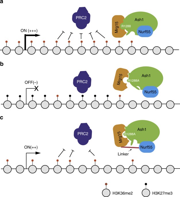Mrg15 stimulates Ash1 H3K36 methyltransferase activity and facilitates ...