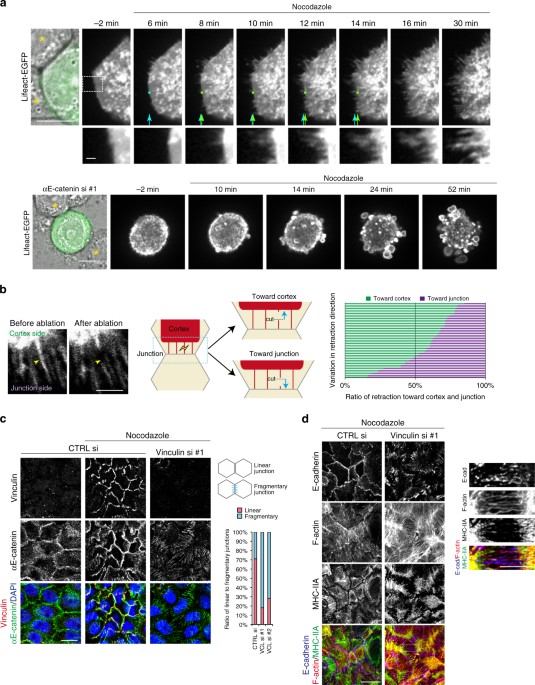 Induced cortical tension restores functional junctions in adhesion ...