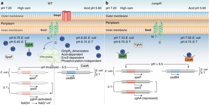 Non-canonical activation of OmpR drives acid and osmotic stress ...