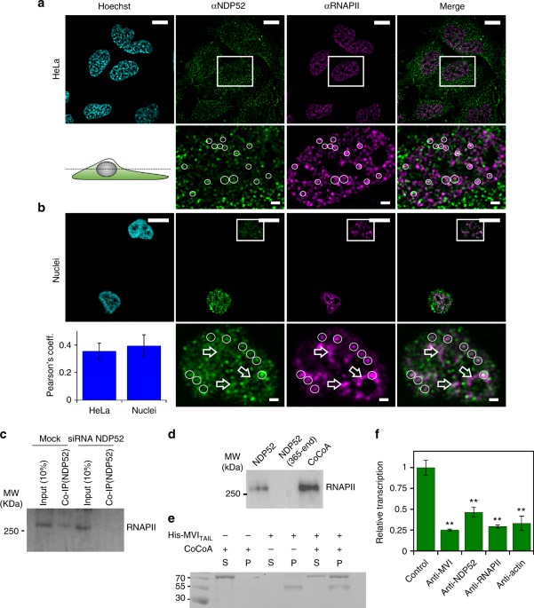 NDP52 activates nuclear myosin VI to enhance RNA polymerase II ...