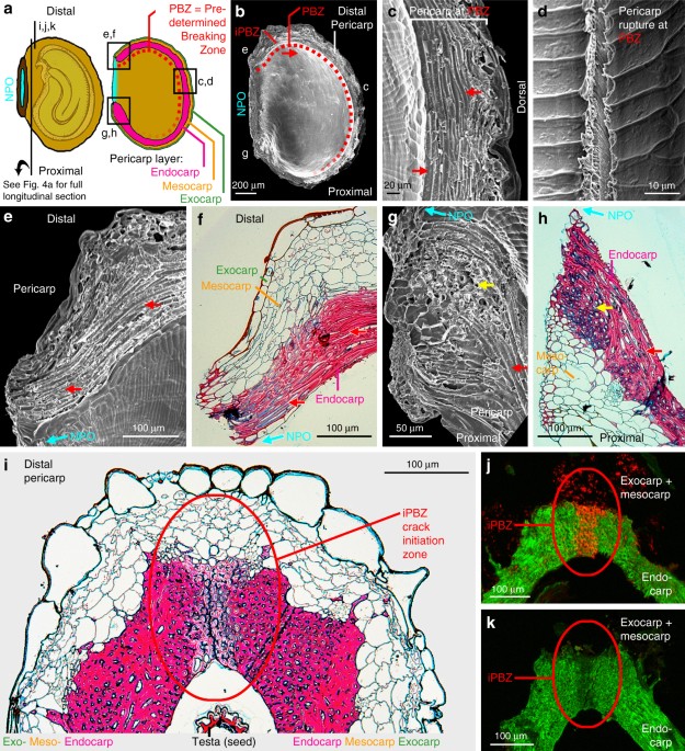 Fruit fracture biomechanics and the release of Lepidium didymum ...