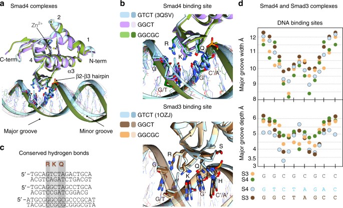 Structural basis for genome wide recognition of 5-bp GC motifs by SMAD ...
