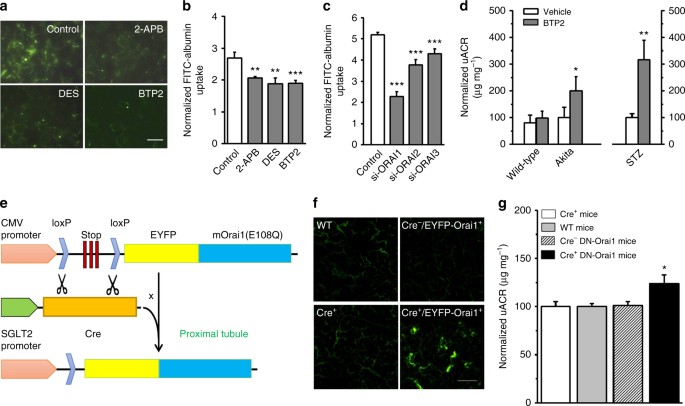 ORAI channels are critical for receptor-mediated endocytosis of albumin ...