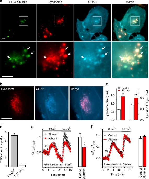 ORAI channels are critical for receptor-mediated endocytosis of albumin ...