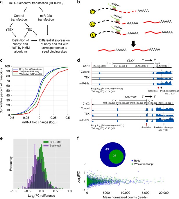 Post-transcriptional 3´-UTR cleavage of mRNA transcripts generates ...