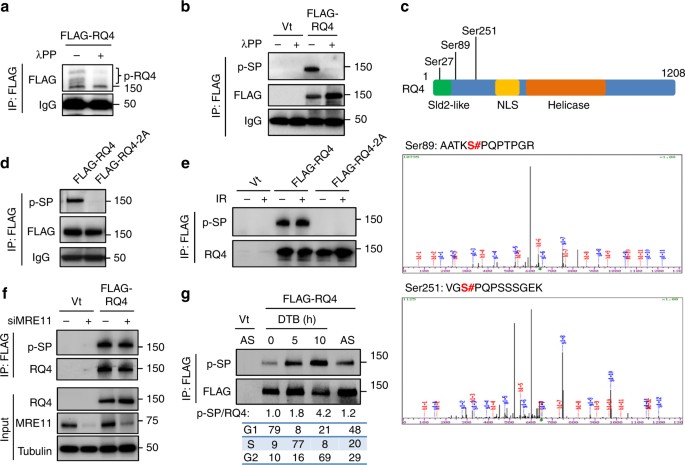 Cell cycle-dependent phosphorylation regulates RECQL4 pathway choice ...