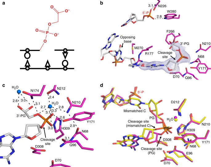 Molecular snapshots of APE1 proofreading mismatches and removing DNA ...