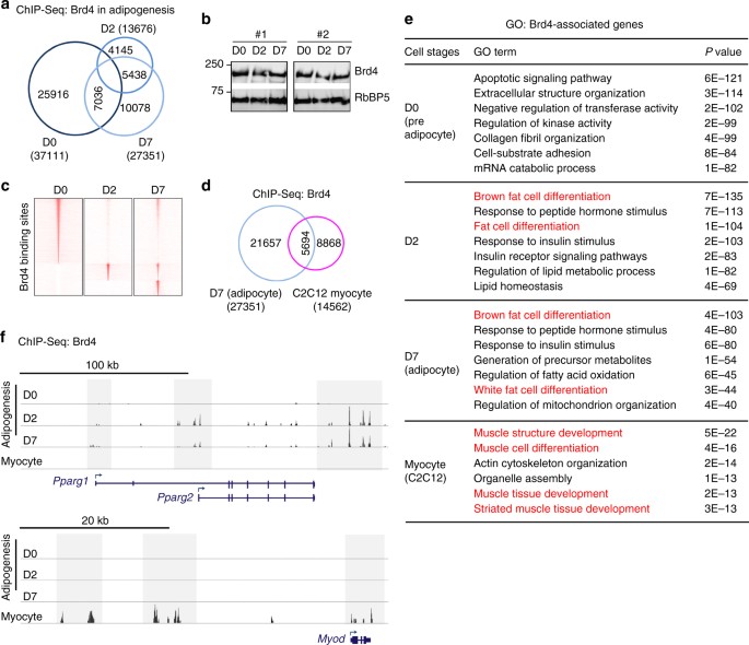 Brd4 binds to active enhancers to control cell identity gene induction ...