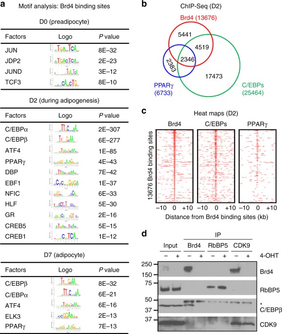 Brd4 binds to active enhancers to control cell identity gene induction ...