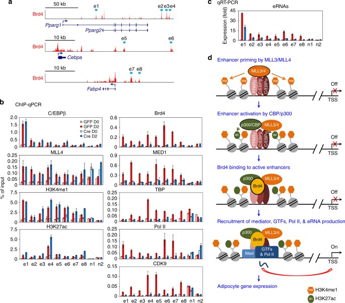 Brd4 binds to active enhancers to control cell identity gene induction ...