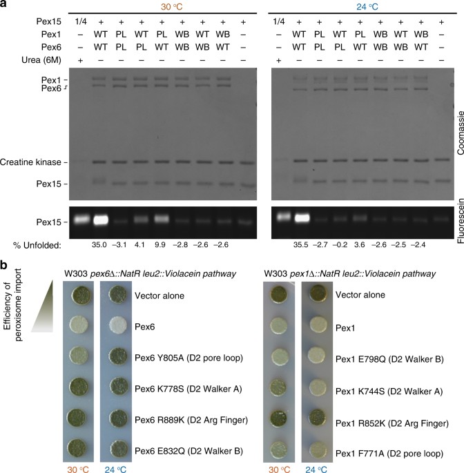 The peroxisomal AAA-ATPase Pex1/Pex6 unfolds substrates by processive ...
