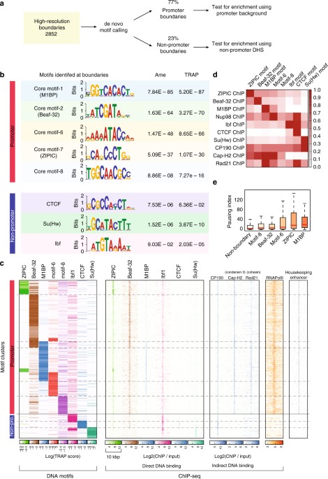 High-resolution TADs reveal DNA sequences underlying genome ...