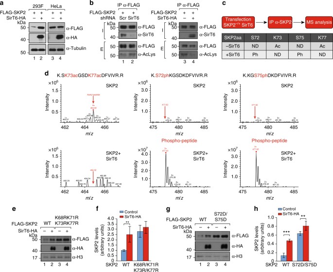 SIRT6-dependent cysteine monoubiquitination in the PRE-SET domain of ...