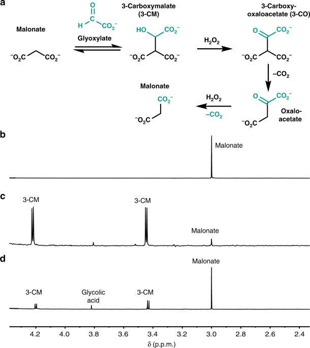 Linked cycles of oxidative decarboxylation of glyoxylate as ...